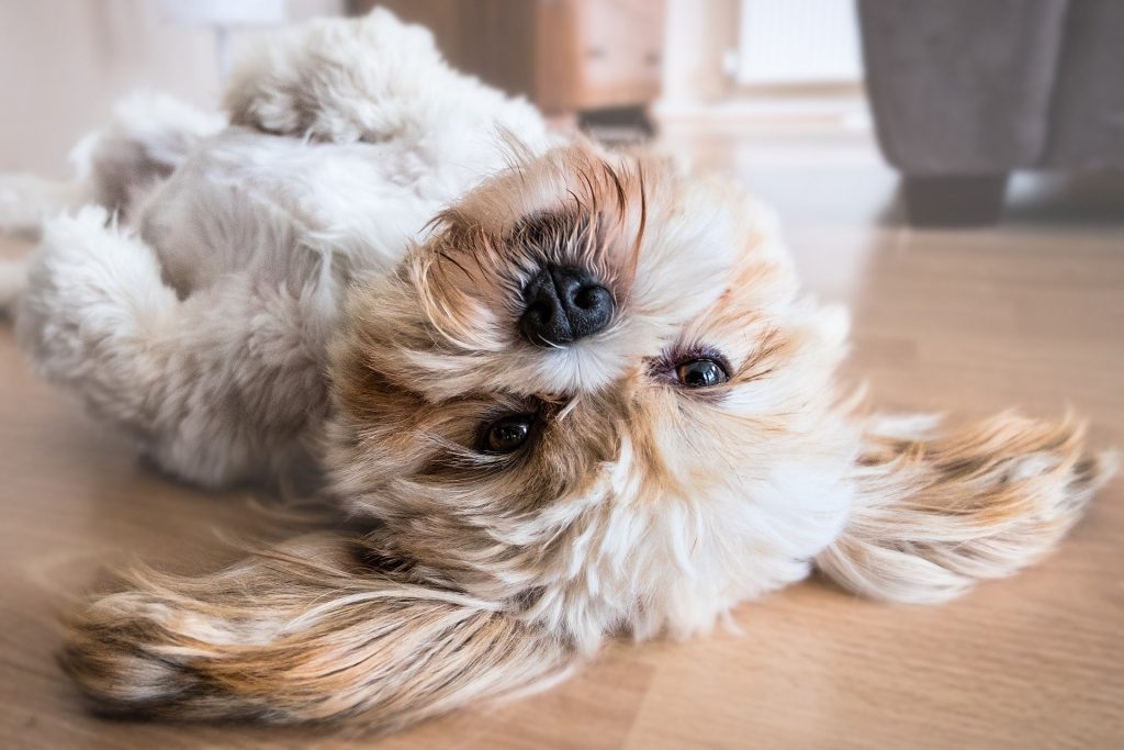 PASOS A SEGUIR PARA ADOPTAR UN PERRO - UNIVERSO SHIH-TZU